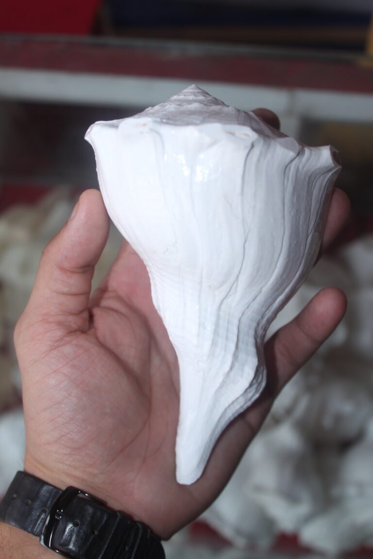 Dakshinavarti Shankh Guide – Benefits & Buy | Gangtarang™