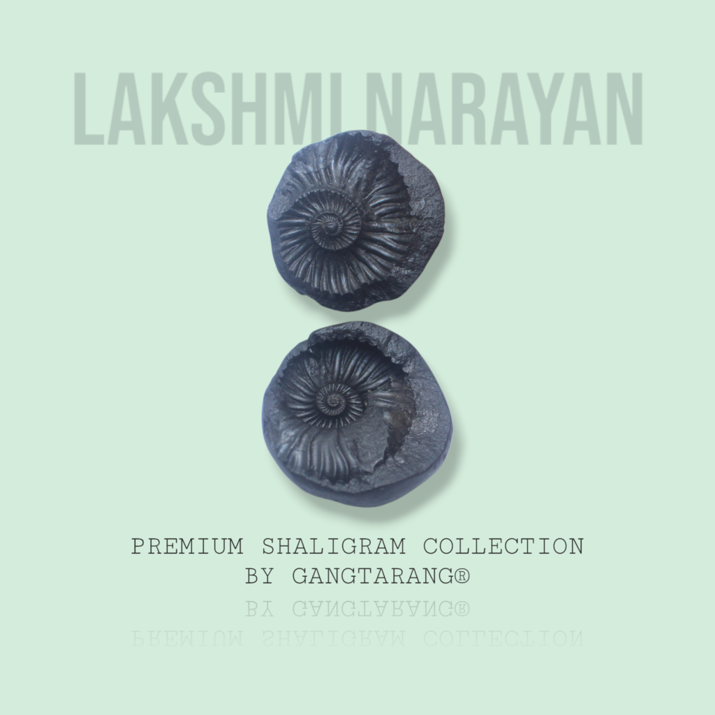 Stones From The River Very Rare Natural Shaligram 50gm Salagrama Stone ...