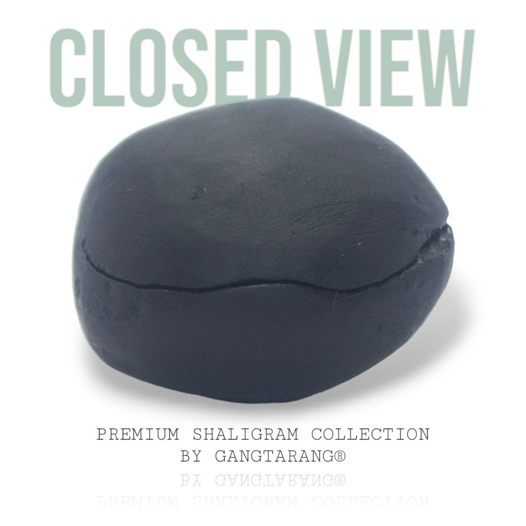 LAKSHMI NARAYAN SHALIGRAM by Gangtarang®: Sacred Hindu Symbol of Wealth ...